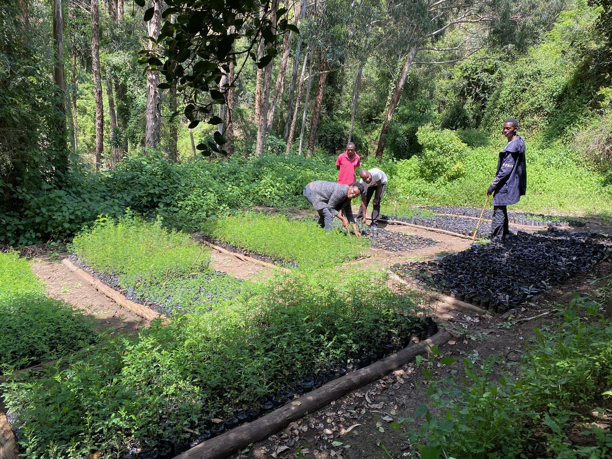 Ecological Restoration - EdenThriving