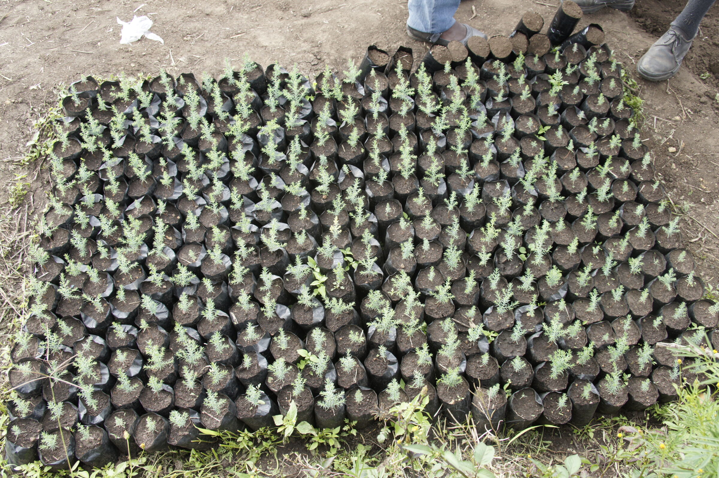 The Impact of Tree Planting on Ecosystems and Economies - EdenThriving